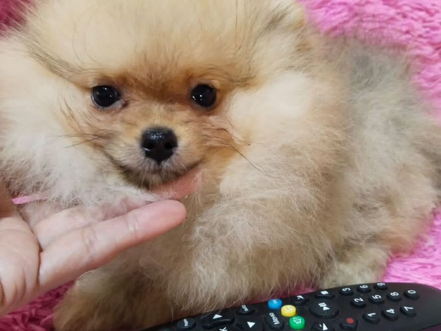 Шпиц девочка