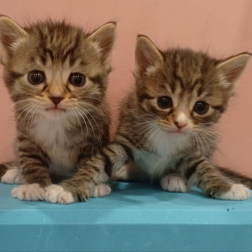 Котята Табби