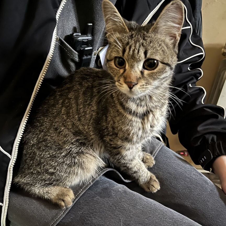 Кошка в добрые руки