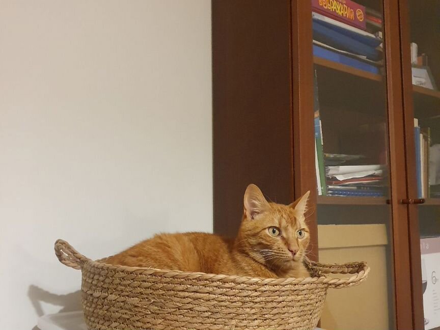 Рыжий отличный охотник и хочет жить в частном доме