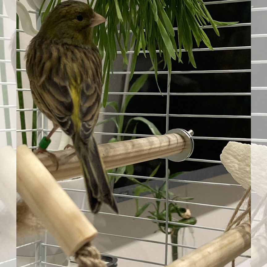 Канарейка самка