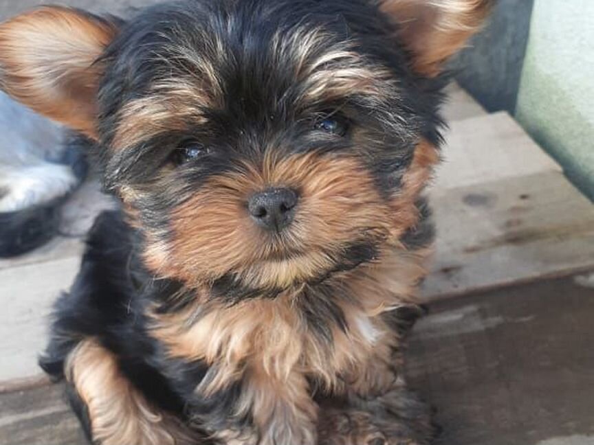 Продам щенков мини йоркширского терьера