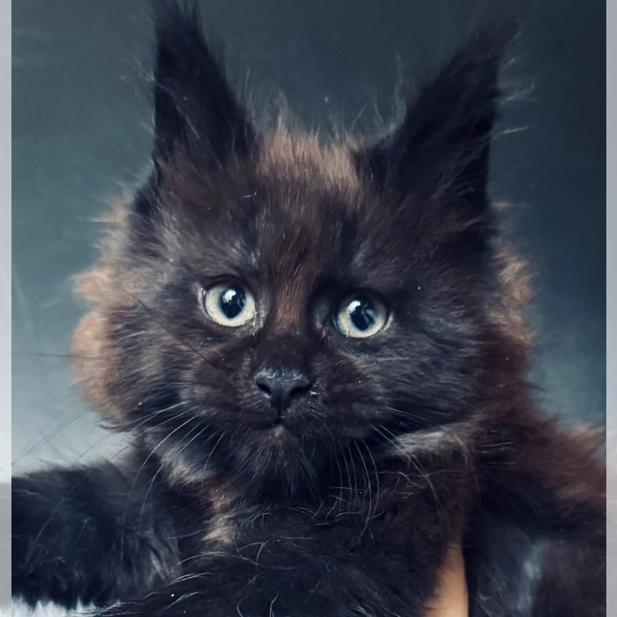 Мейн-кун котёнок