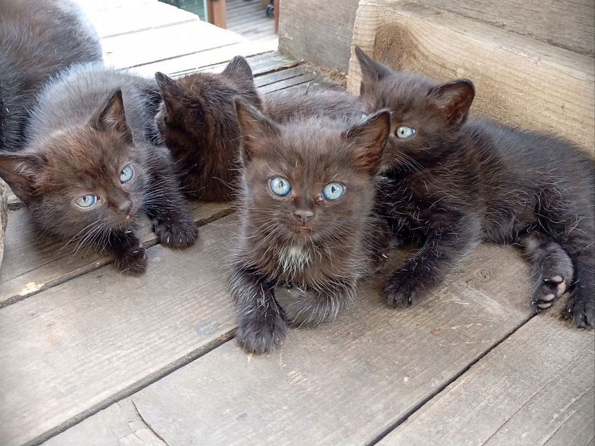 Котятки в добрые ручки)