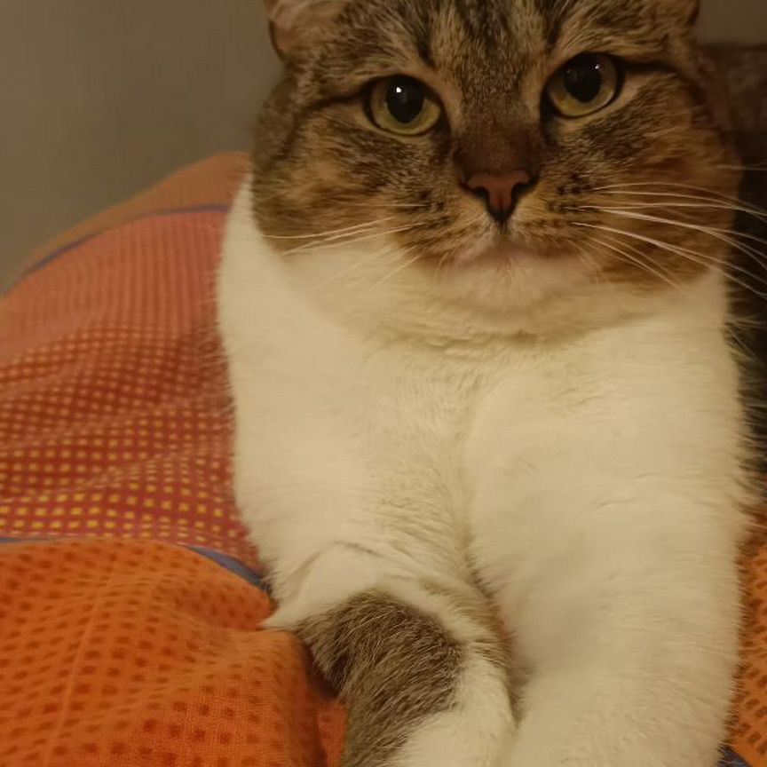 Кошка