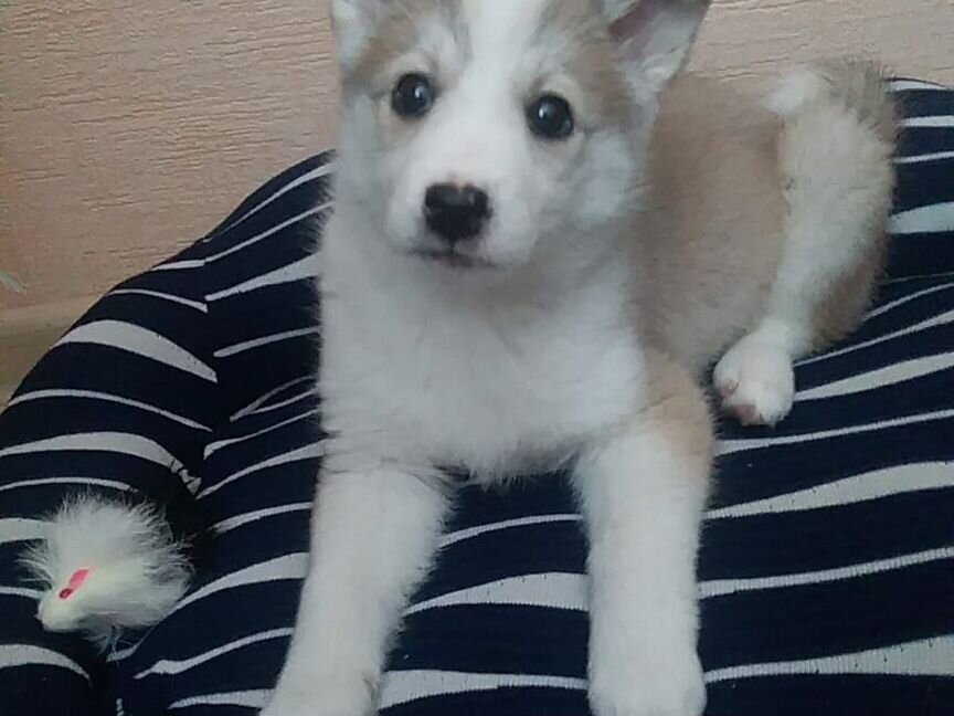 Западно сибирская лайка