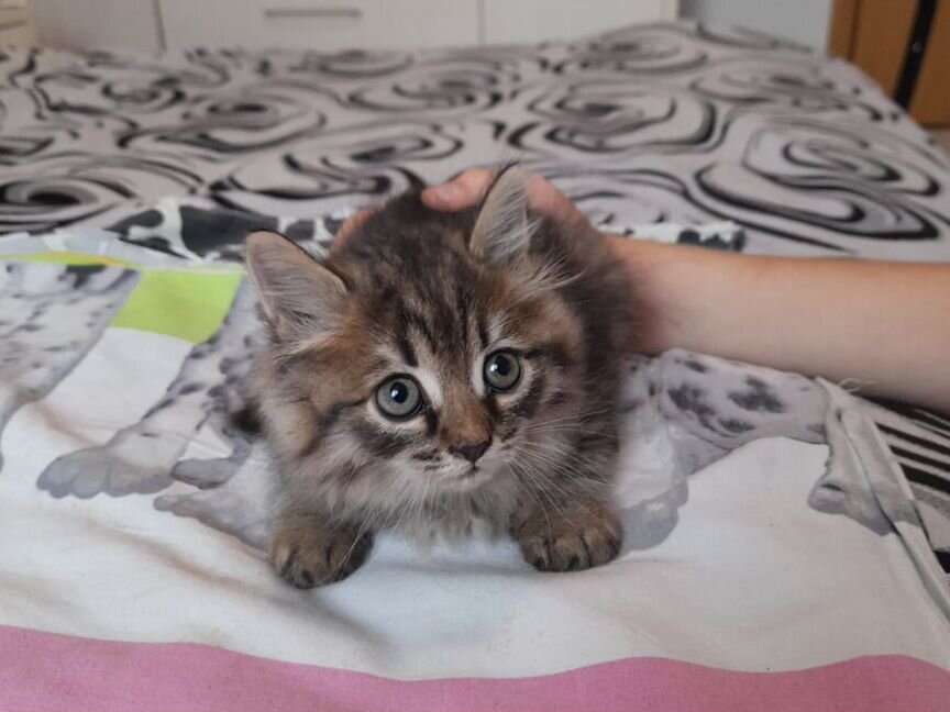 Отдам кошечек в хорошие руки бесплатно
