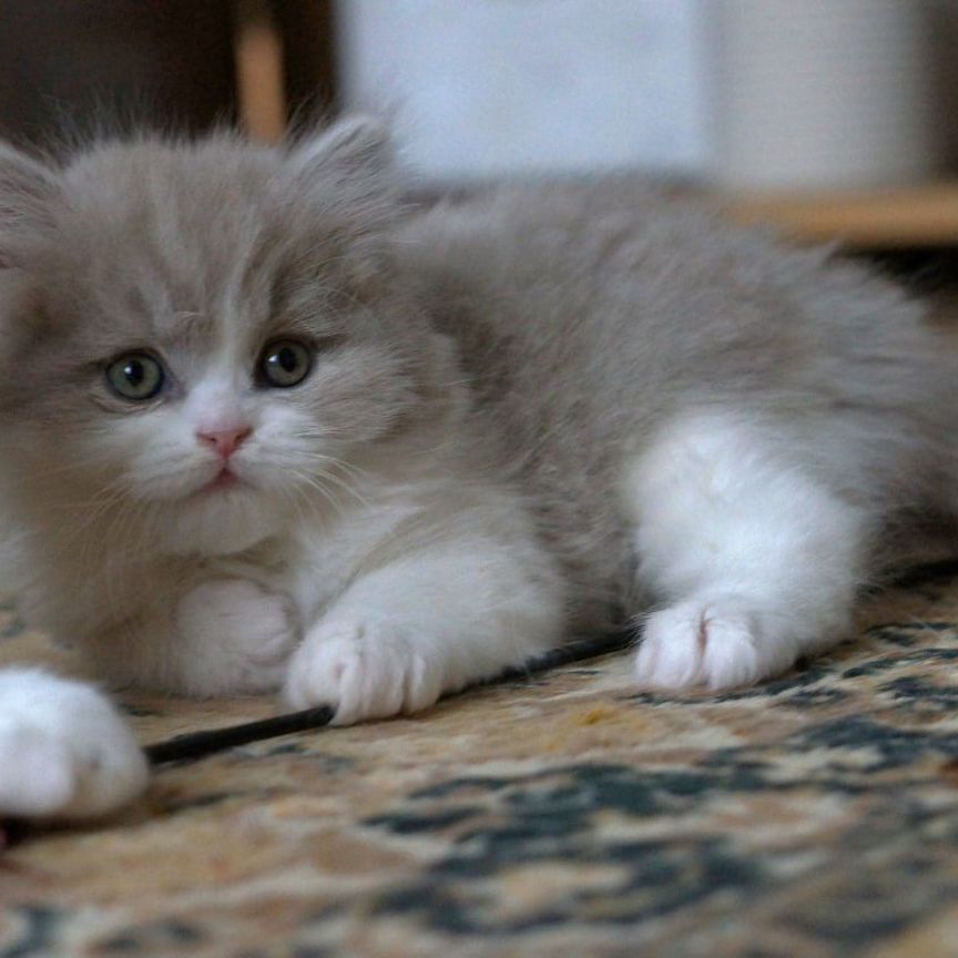 Британские котята