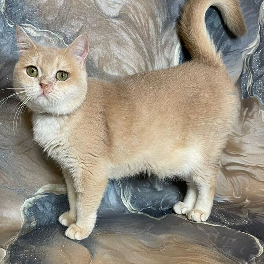Британский кот