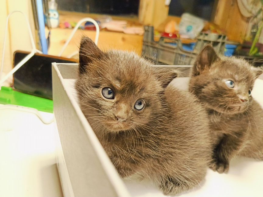 Котята