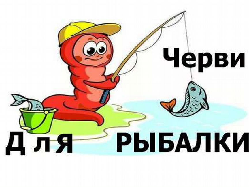 Черви для рыбалки. Старатель