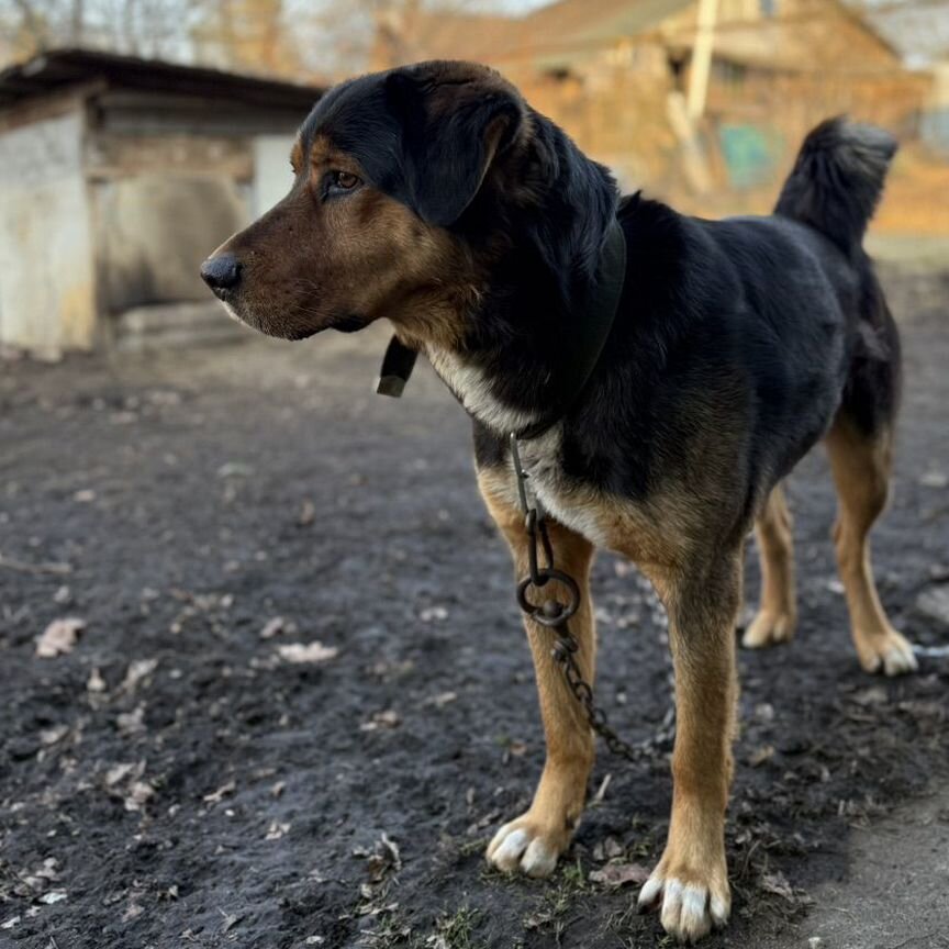 Взрослый пёс в добрые руки