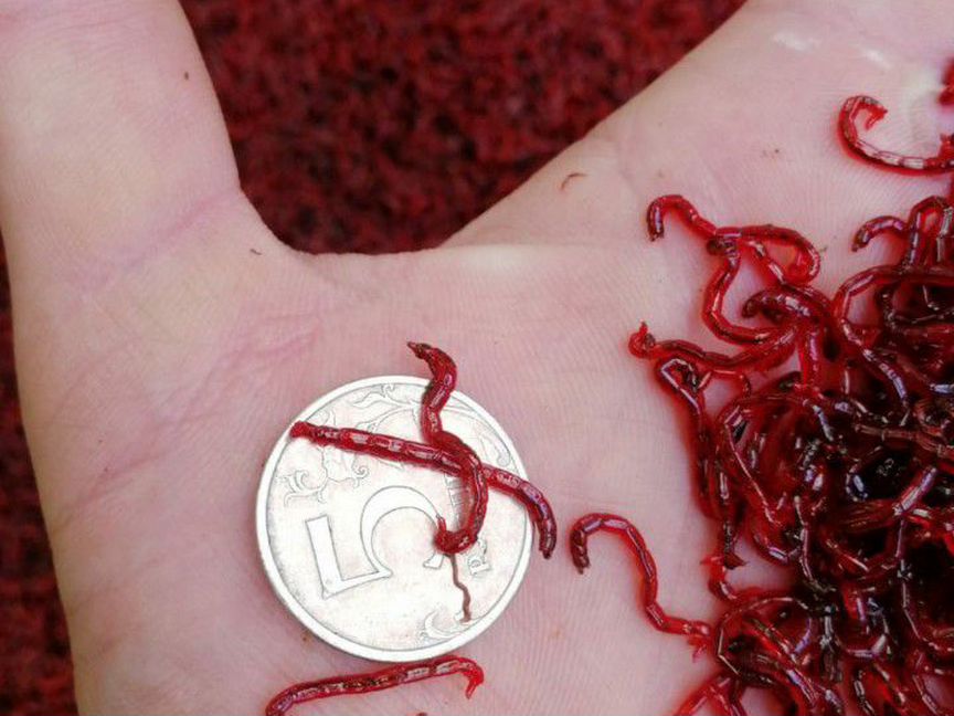 Мотыль Уральский