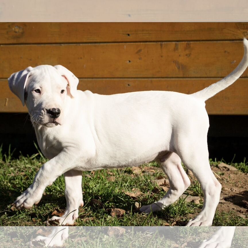 Аргентинский дог щенок