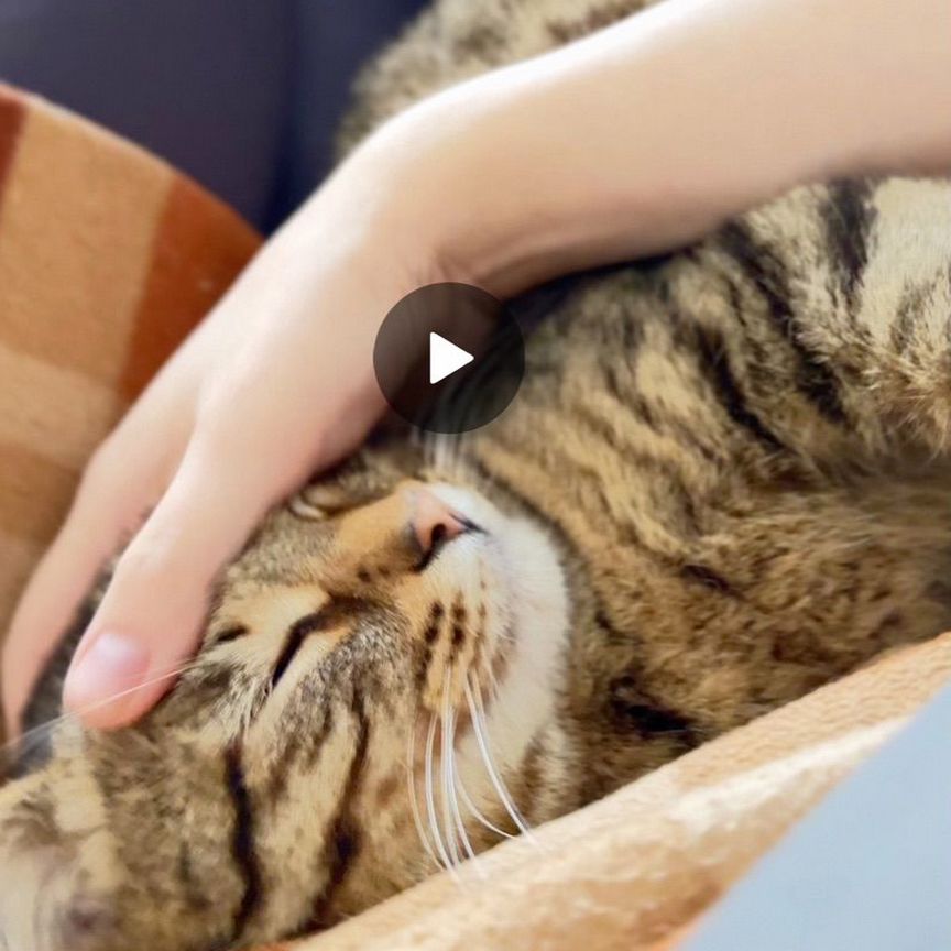 Европейский короткошёрстный кот, взрослый