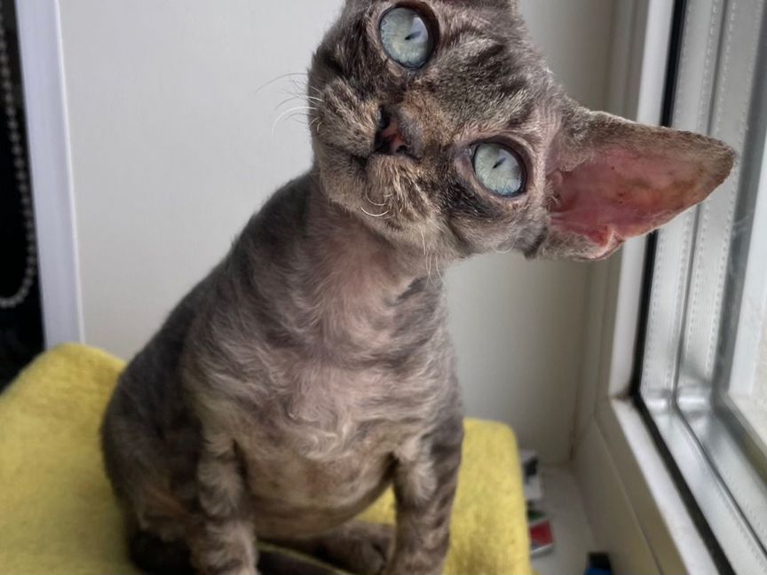 Мальчик тигренок с аквамариновыми глазками