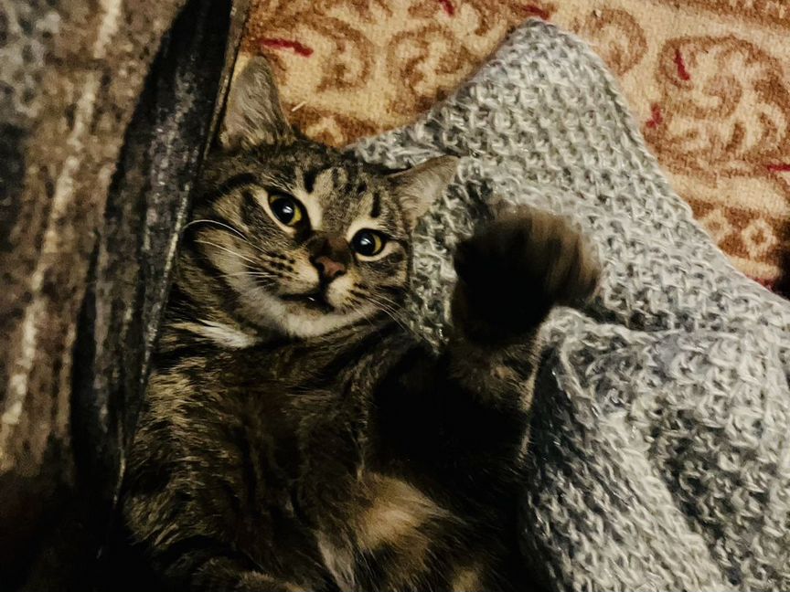 Волшебная Кошка ищет дом