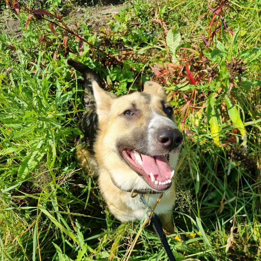 Очаровательный метис немецкой овчарки