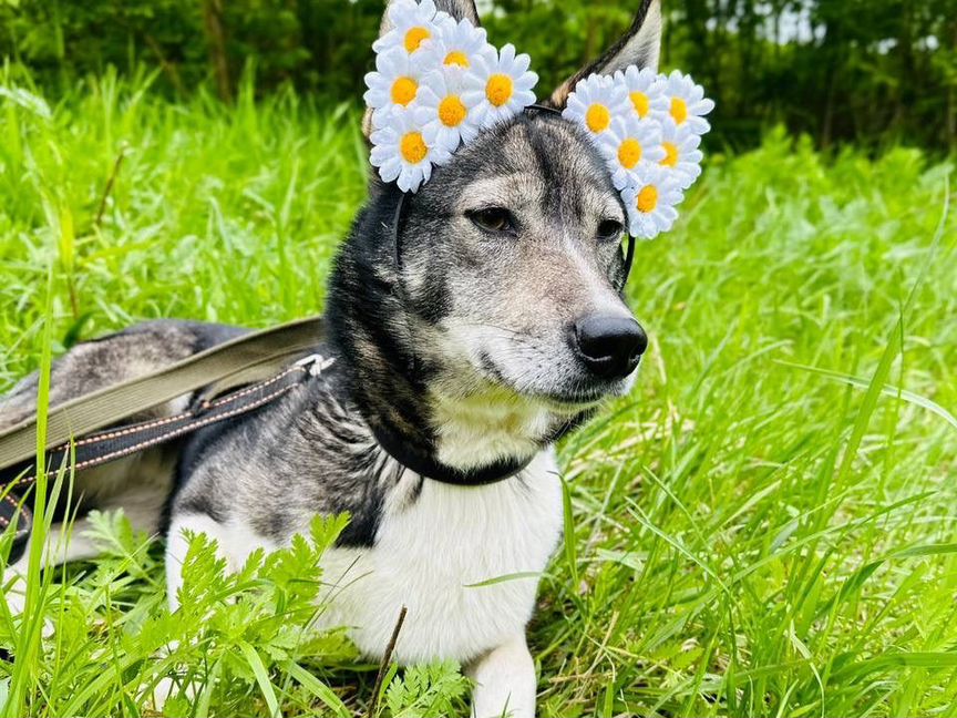 Собака в добрые руки отдам бесплатно