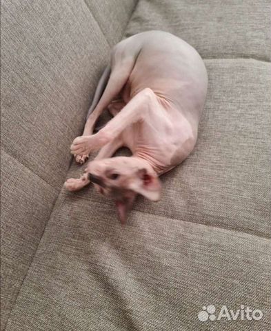 Продам кошку Донской Сфинкс