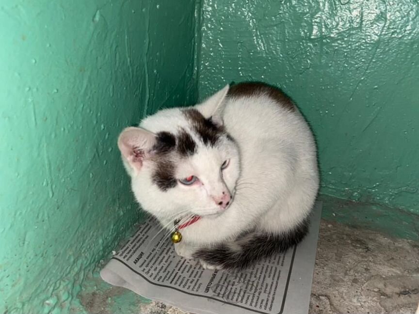 Кот