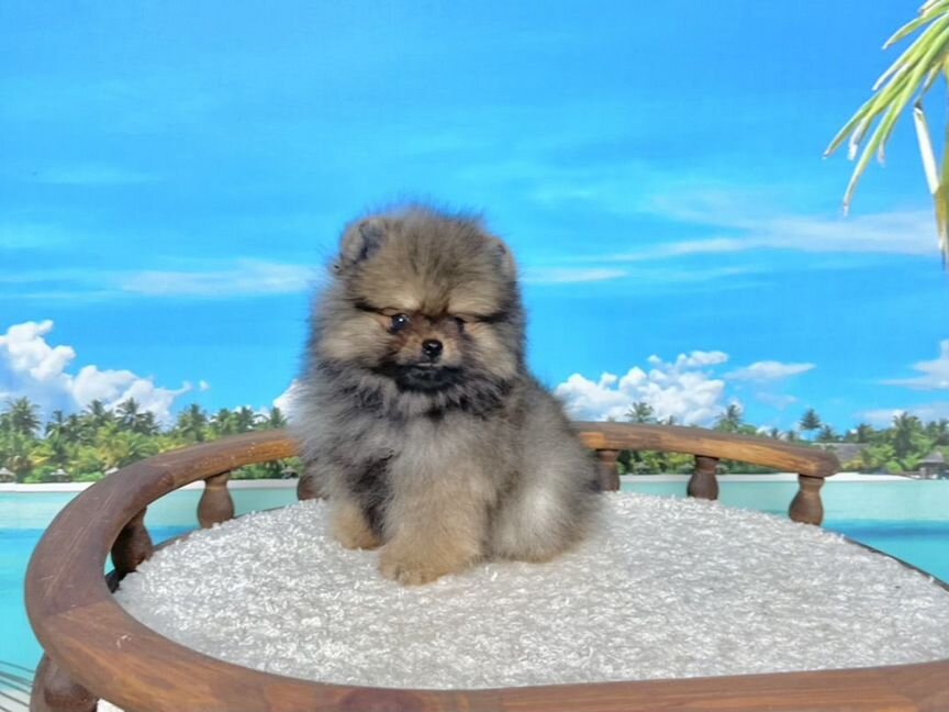 Шпиц мини мишка