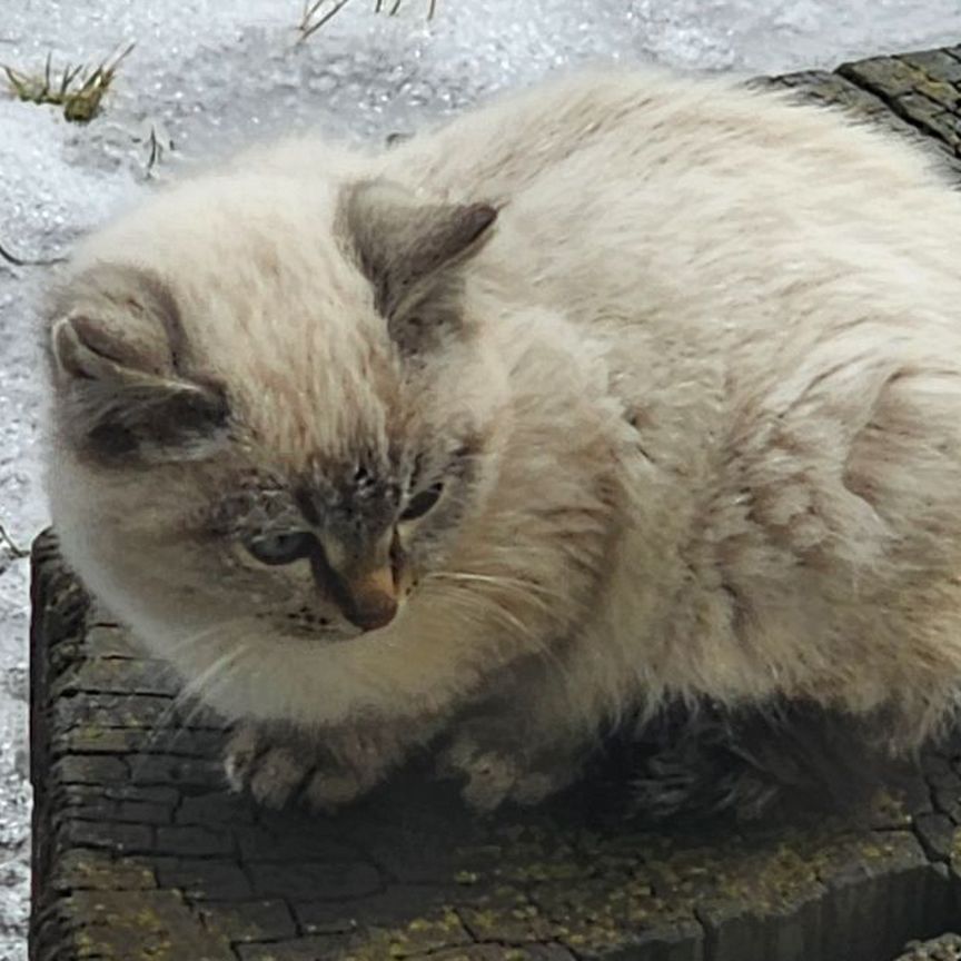 Котёнок в добрые руки