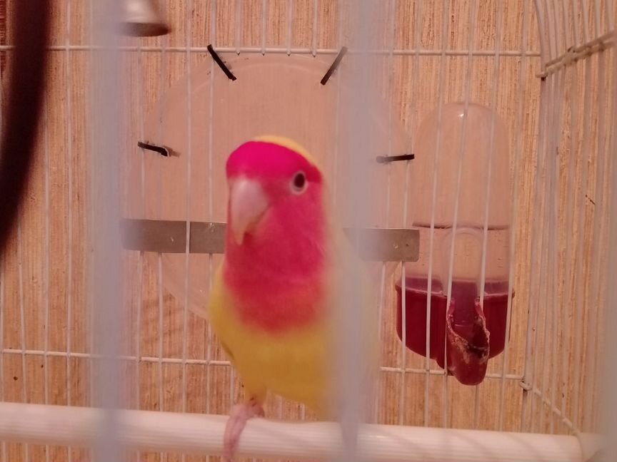 Попугай неразлучник