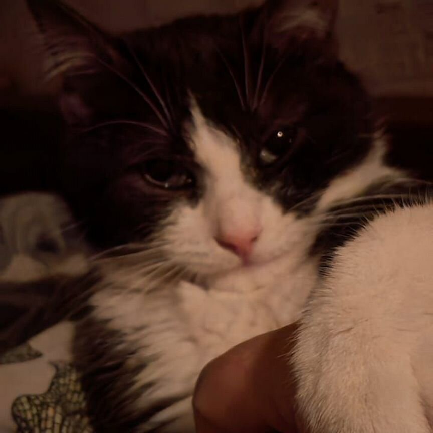 Отдам бесплатно котика