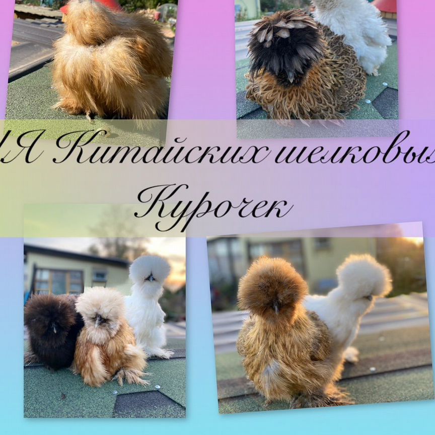 Китайские шелковые куры инкубационное яйцо