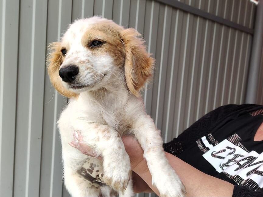 Помесь Кокер спаниель