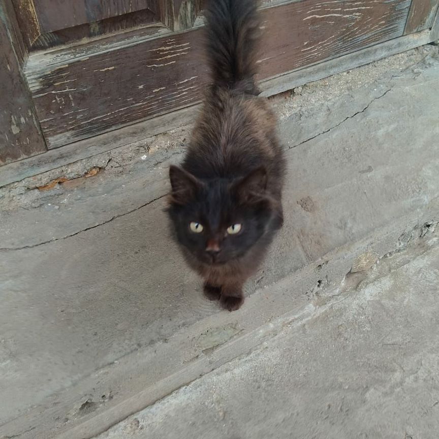 Кошечка потеряшка в добрые руки