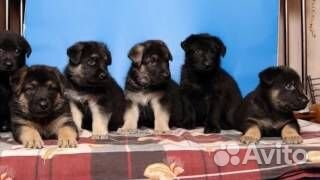 Отличные крепкие щенки немецких овчарок
