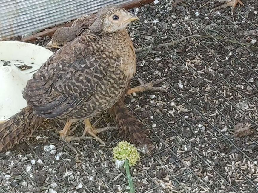 Фазанята золотые.охотничьи.алмазные