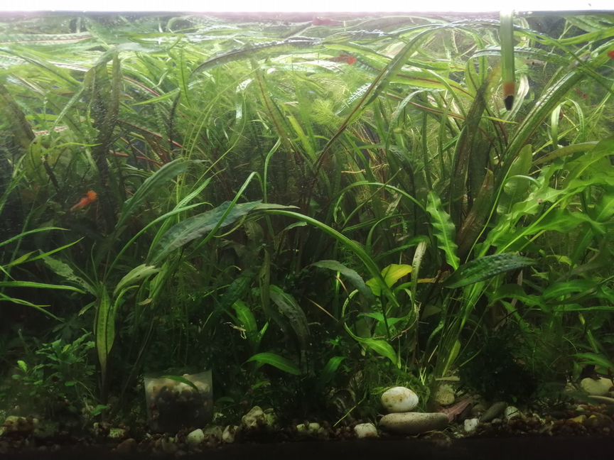 Криптокарина Балансе. Апоногетон живородящий