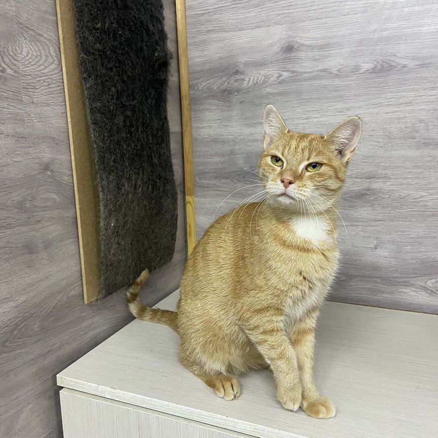 Синтия в поисках родителей