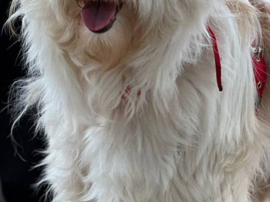 Метис болонки и терьера