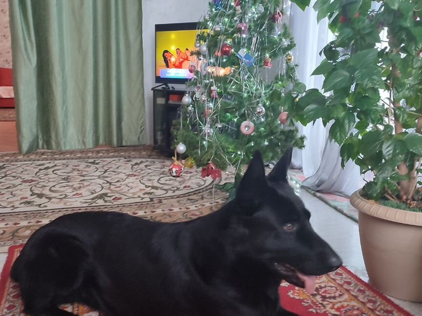 Восточноевропейская овчарка черная