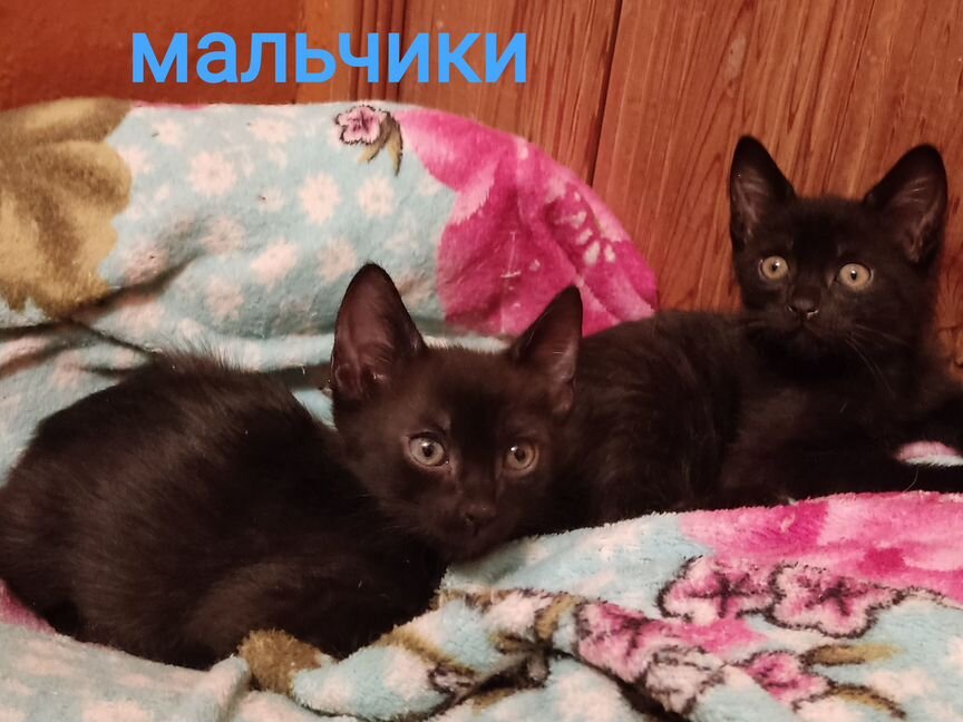 Котята в лучшие руки