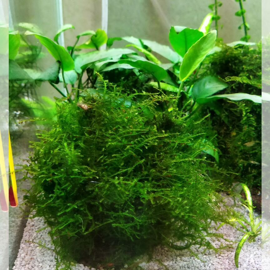 Яванский мох