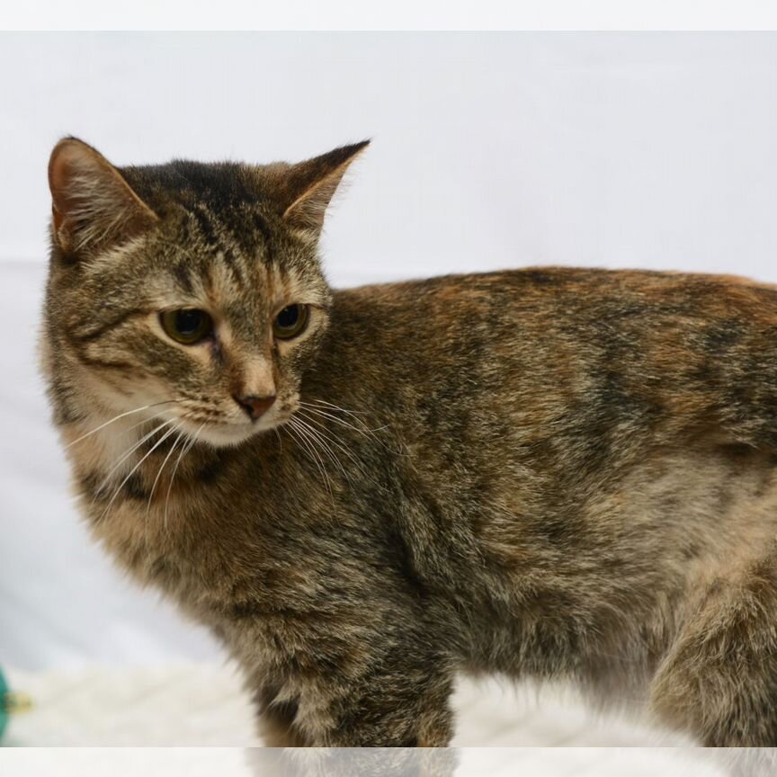 Взрослая, Девочка кошка в добрые руки