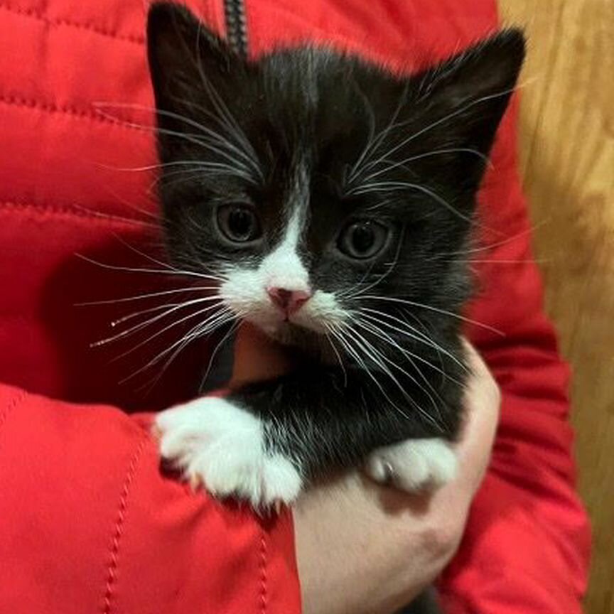 Котёнок в добрые руки