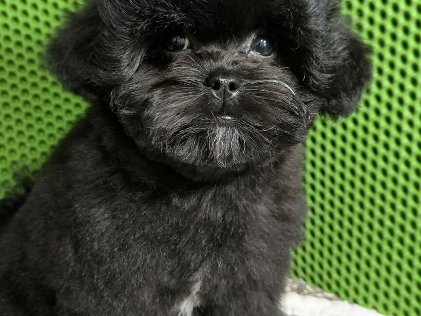 Мальтипу мини-мальчик