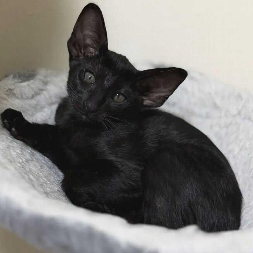 Ориентальный котёнок