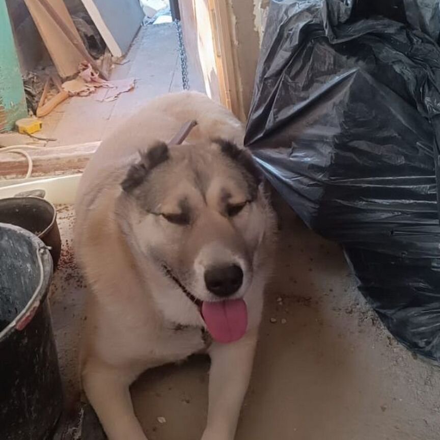 Отдам в добрые руки алабая