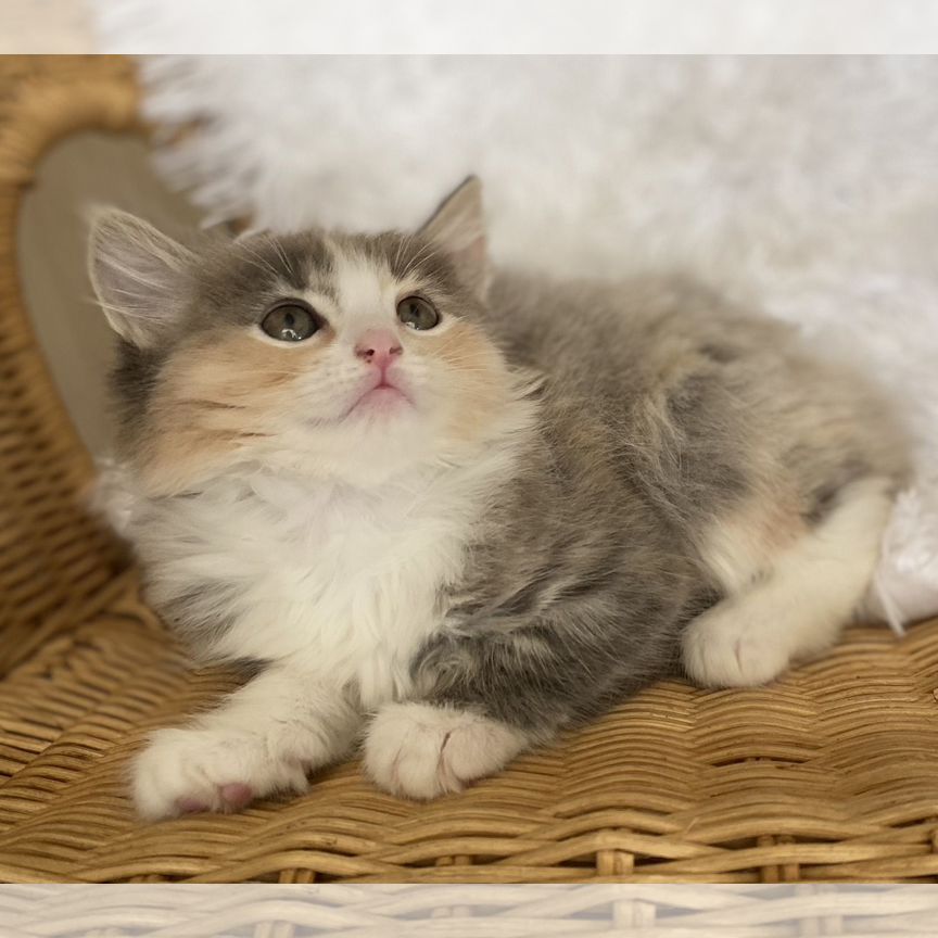 Коасавица