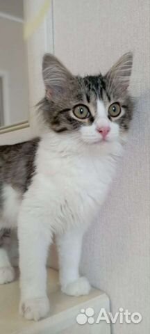 Котята бесплатно