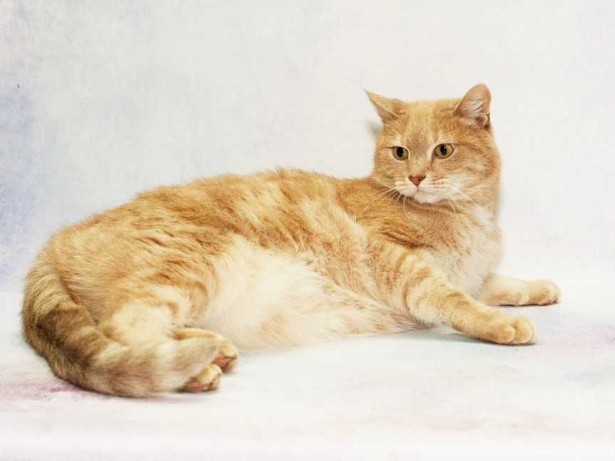 Красивый рыжий кот ищет дом