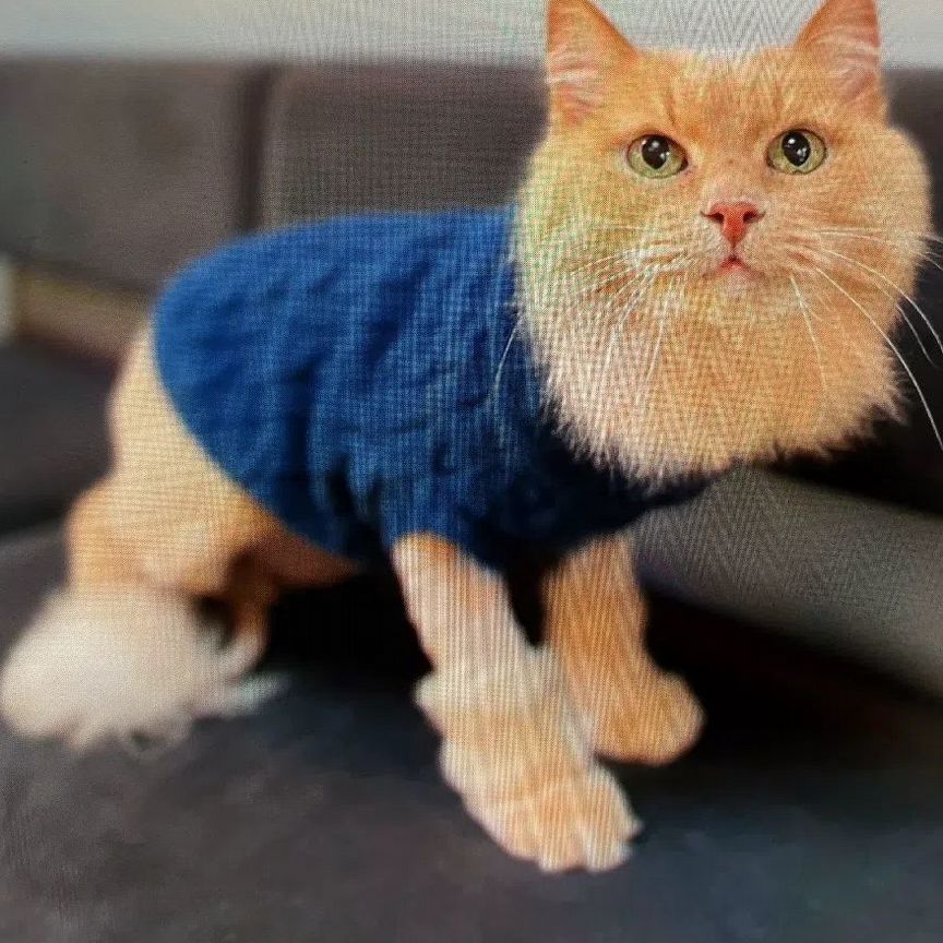 Взрослый кот в добрые руки