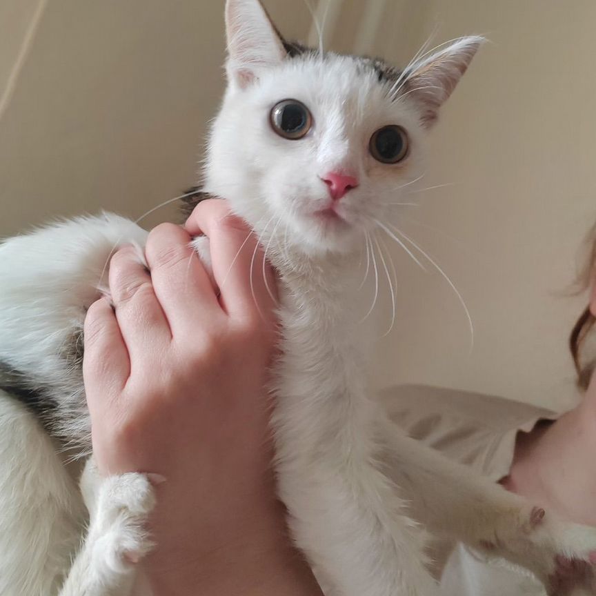 Котёнок в добрые руки